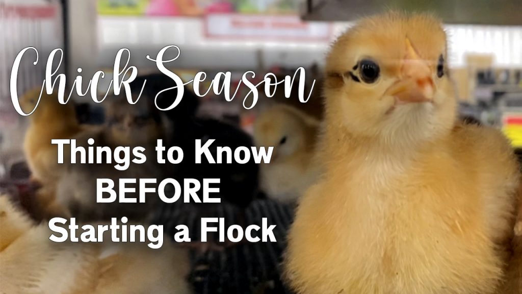 Chick season: 5 things to know before starting a flock - KOOL
