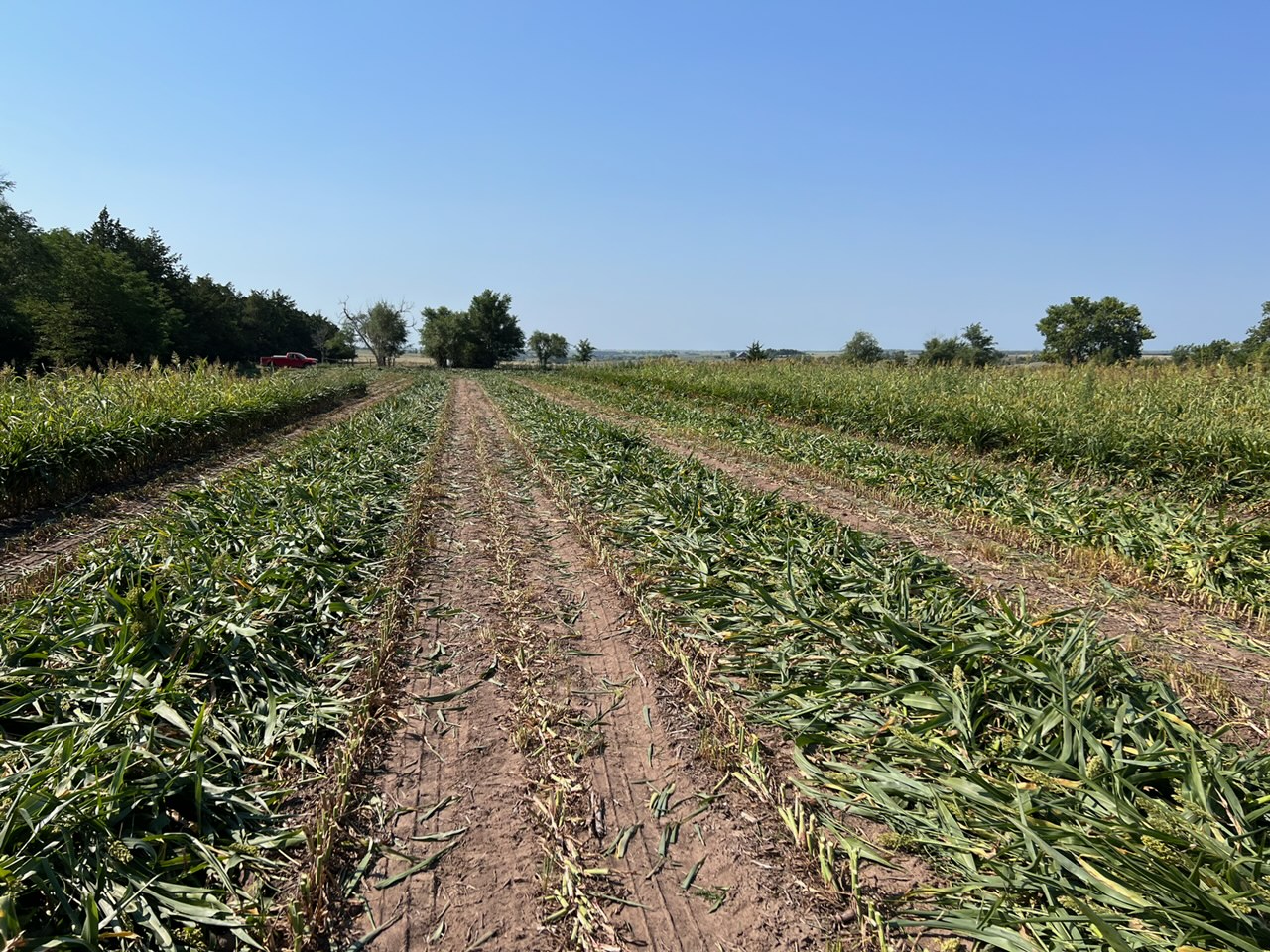 KRVN 880 – KRVN 93.1 – KAMI - Kearney area farmer cuts milo crop for ...