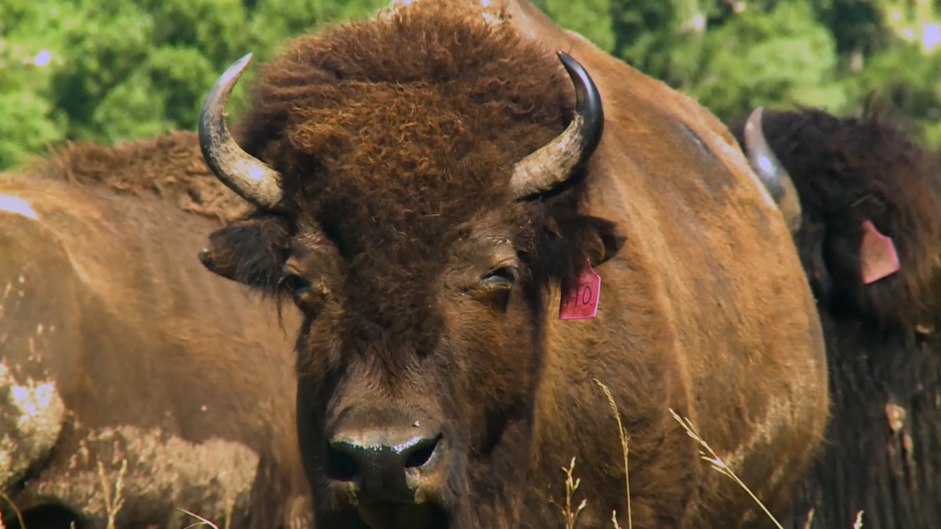 KRVN 880 – KRVN 93.1 – KAMI - Bison in the Beef State? Nebraska family ...