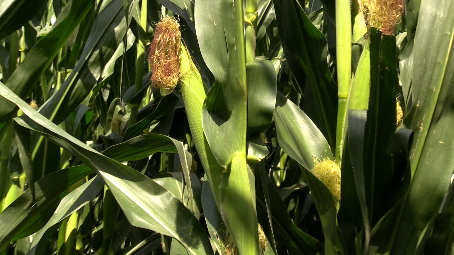 Larson’s on-farm research trials use sensors to measure impacts of ...