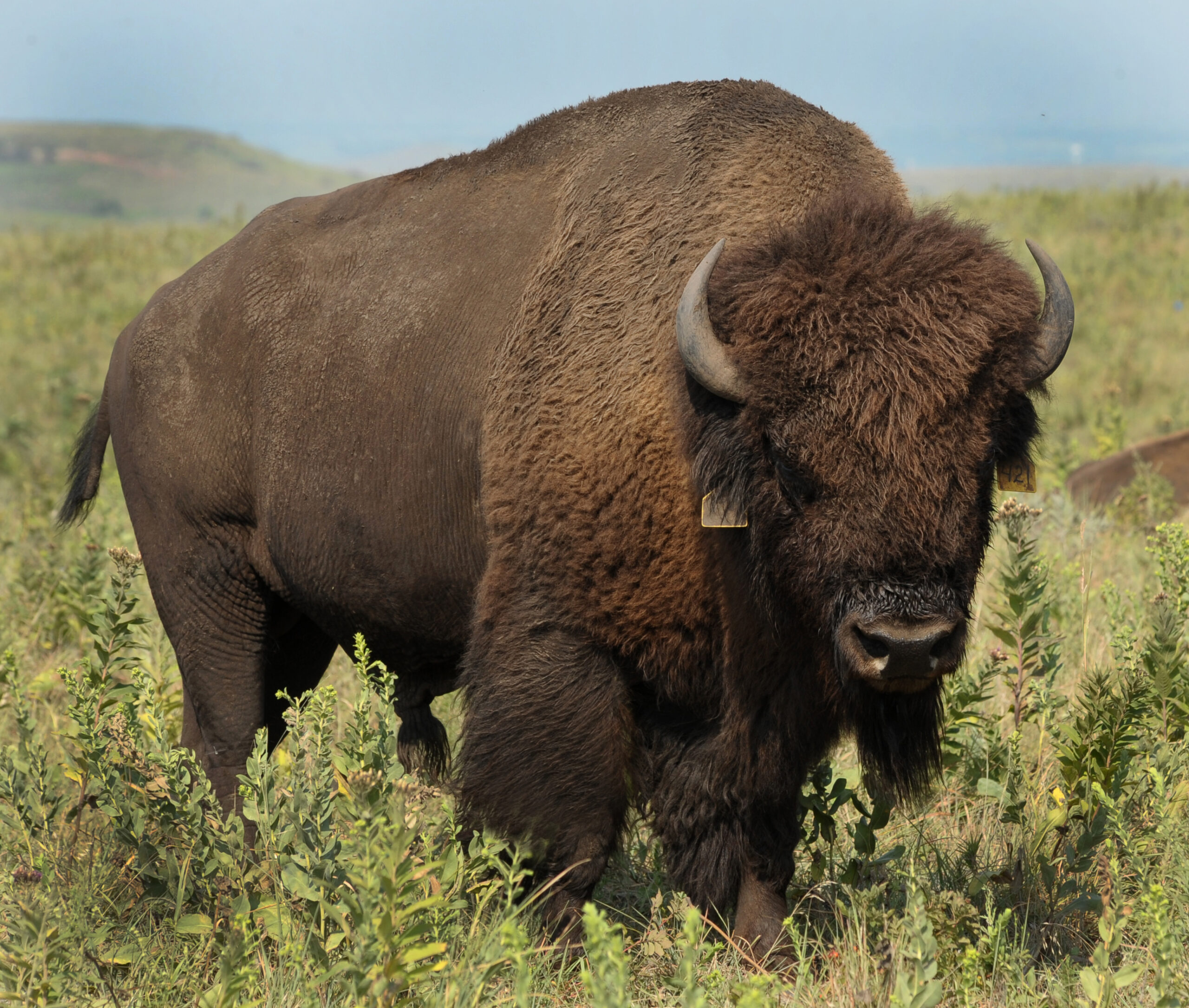 KRVN 880 – KRVN 93.1 – KAMI - K-State researchers study impact of bison ...