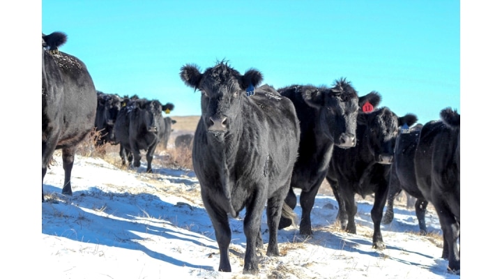 KRVN 880 – KRVN 93.1 – KAMI - Helping Cows Cope With Cold Stress