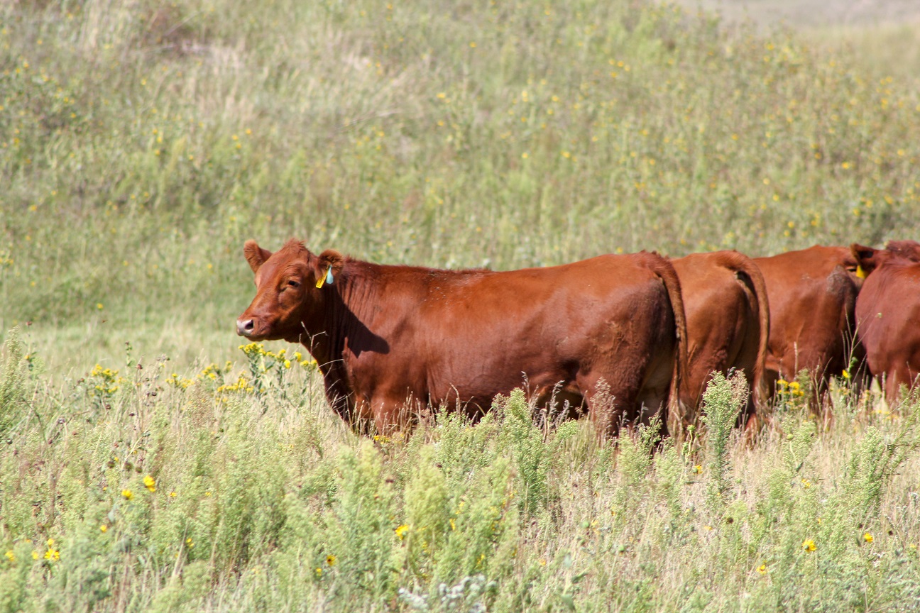 KRVN 880 – KRVN 93.1 – KAMI - January Cattle Inventory Report KRVN 880 – KRVN 93.1 – KAMI - January Cattle Inventory Report