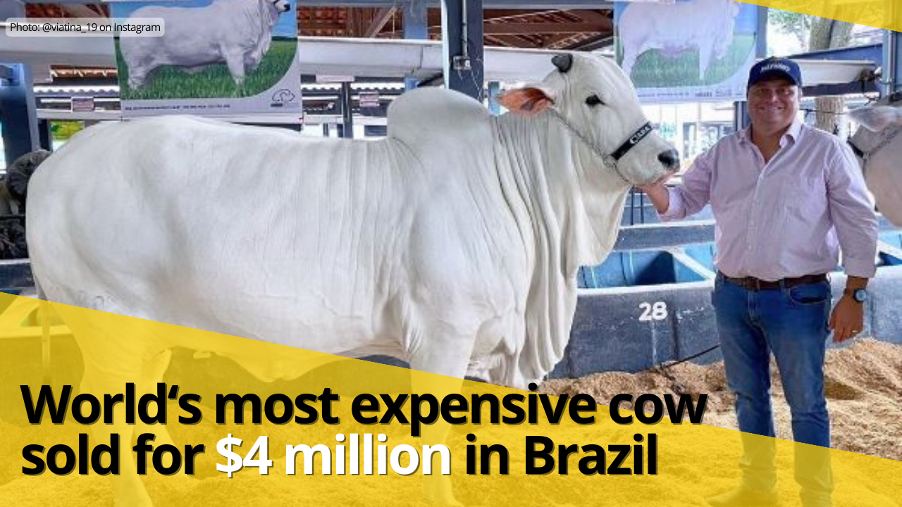 KTIC 840 AM/98.3 FM/98.7 FM - World’s most expensive cow sold for $4 ...