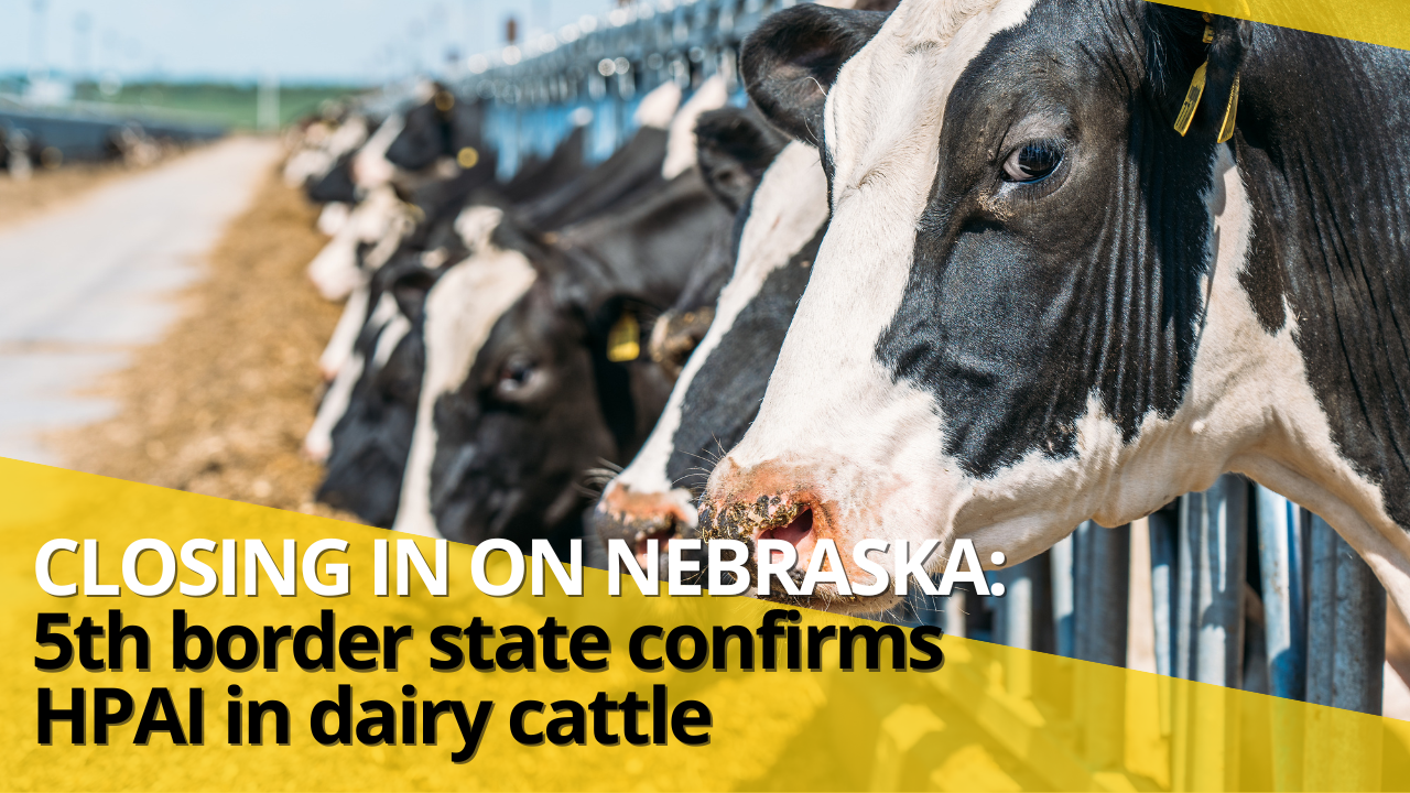 Closing in on Nebraska: 5th border state confirms HPAI in dairy cattle ...