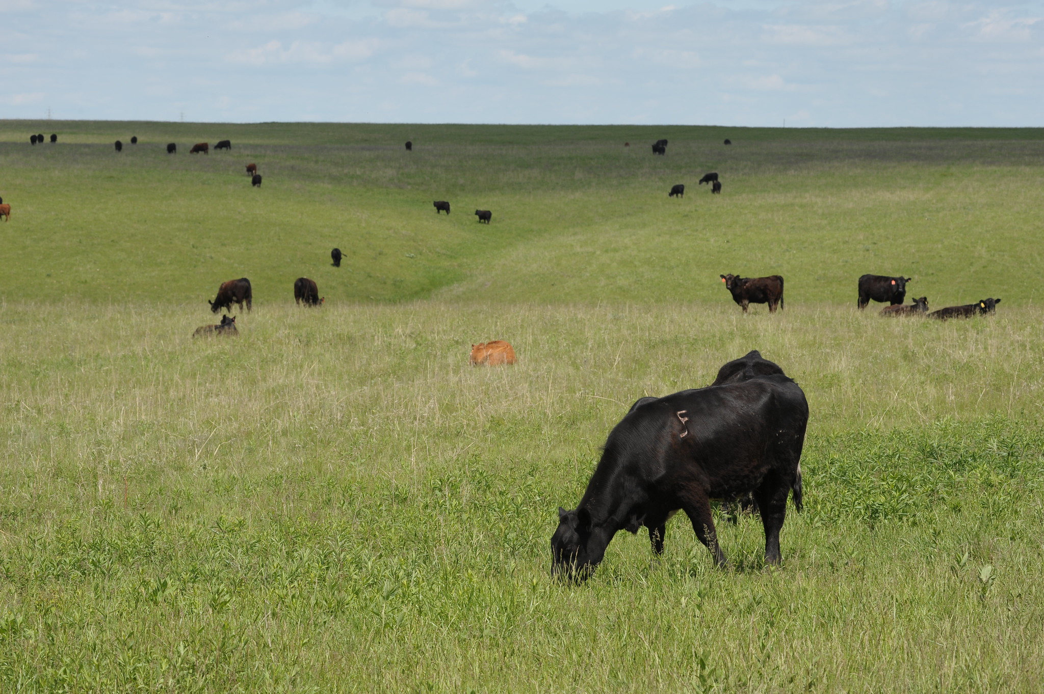 KRVN 880 – KRVN 93.1 – KAMI - K-State cattle experts discuss how to ...