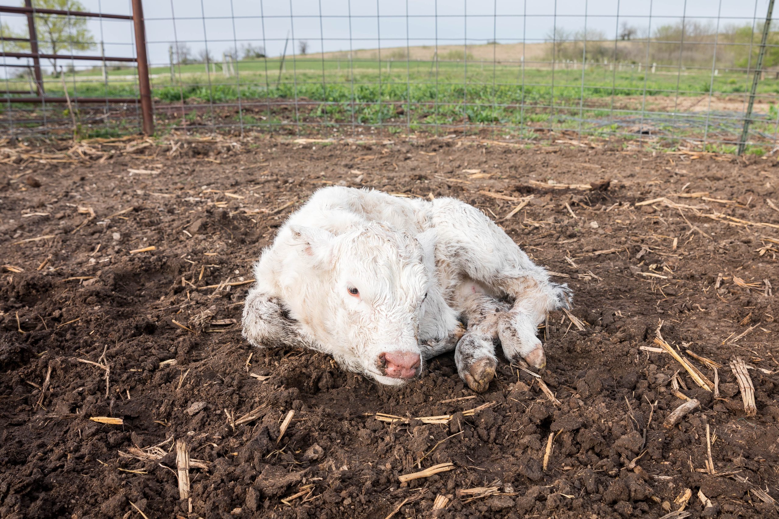 KRVN 880 – KRVN 93.1 – KAMI - Cattle Chat: What makes a dummy calf?