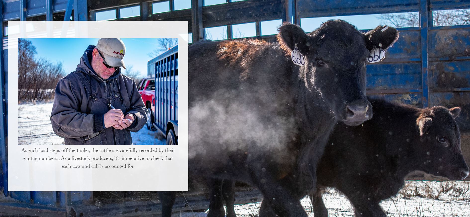 Popular NCBA Redbook now available for 2025 cattle records - Rural ...