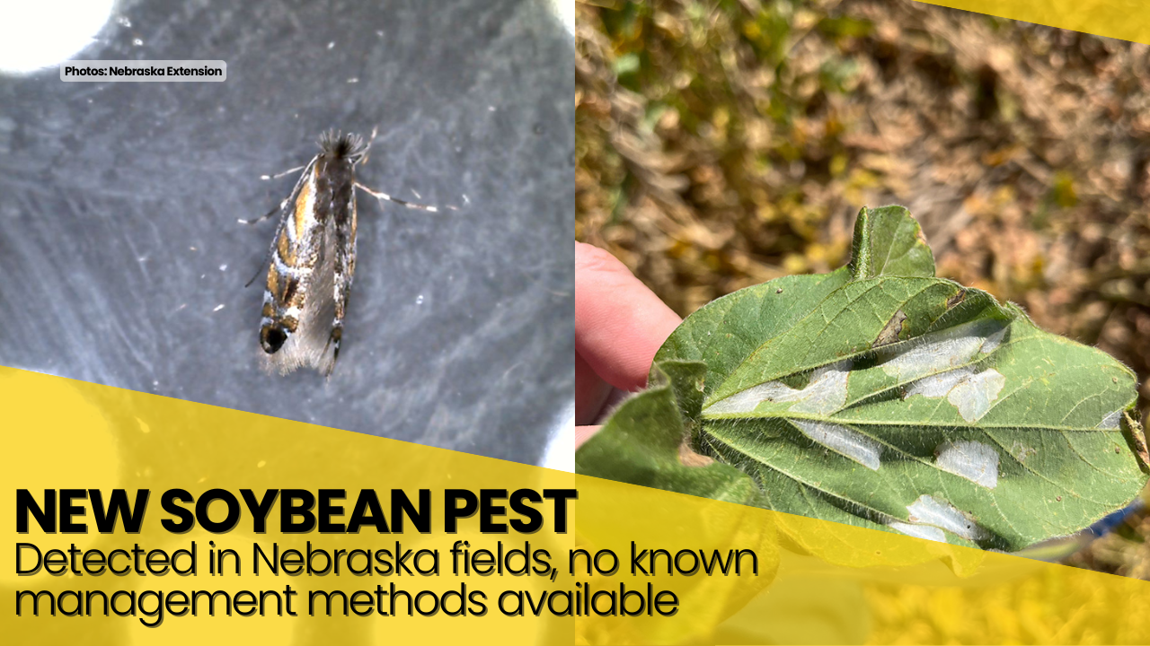 KRVN 880 – KRVN 93.1 – KAMI - New soybean pest detected in Nebraska ...