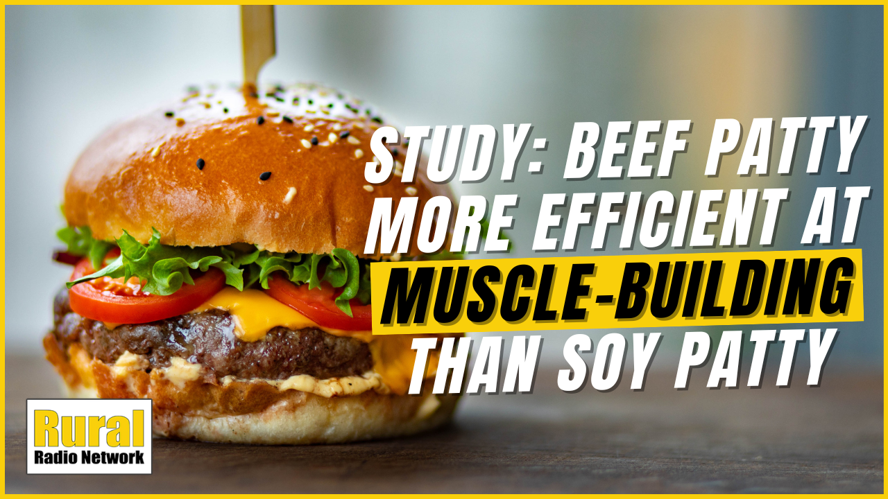 KTIC 840 AM/98.3 FM/98.7 FM - Study: Beef patty more efficient at ...