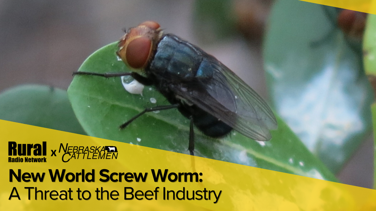 KUVR - New World Screw Worm: A Threat to the Beef Industry