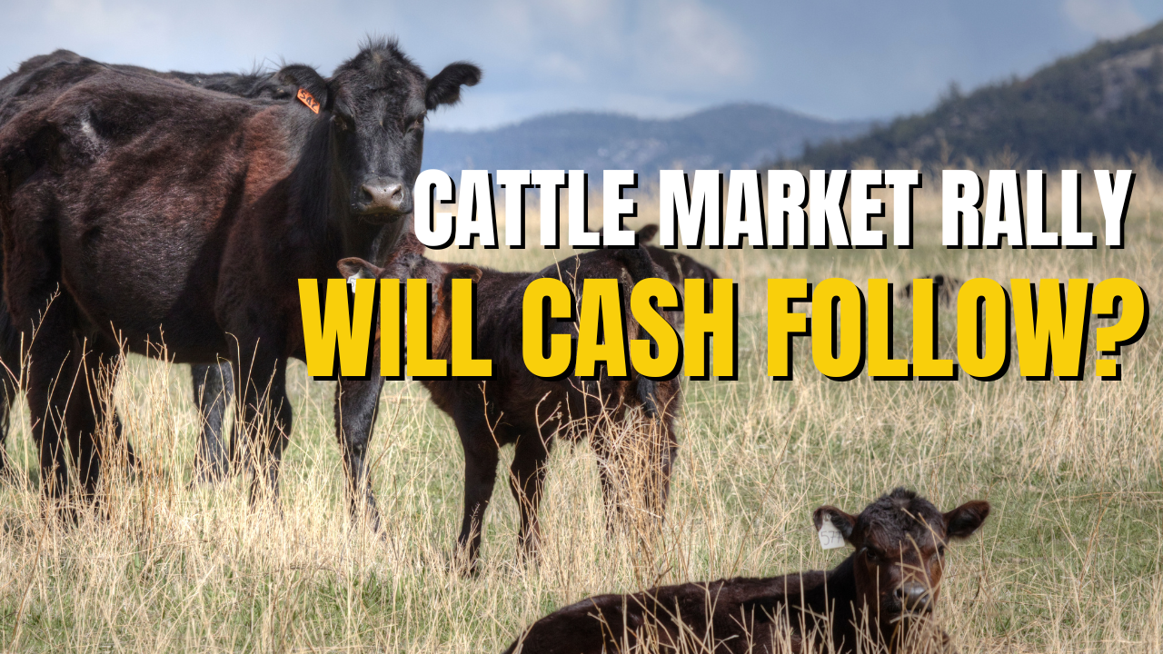 KRVN 880 – KRVN 93.1 – KAMI - Cattle Market Rally: Will Cash Follow? | Brad Kooima weighs in