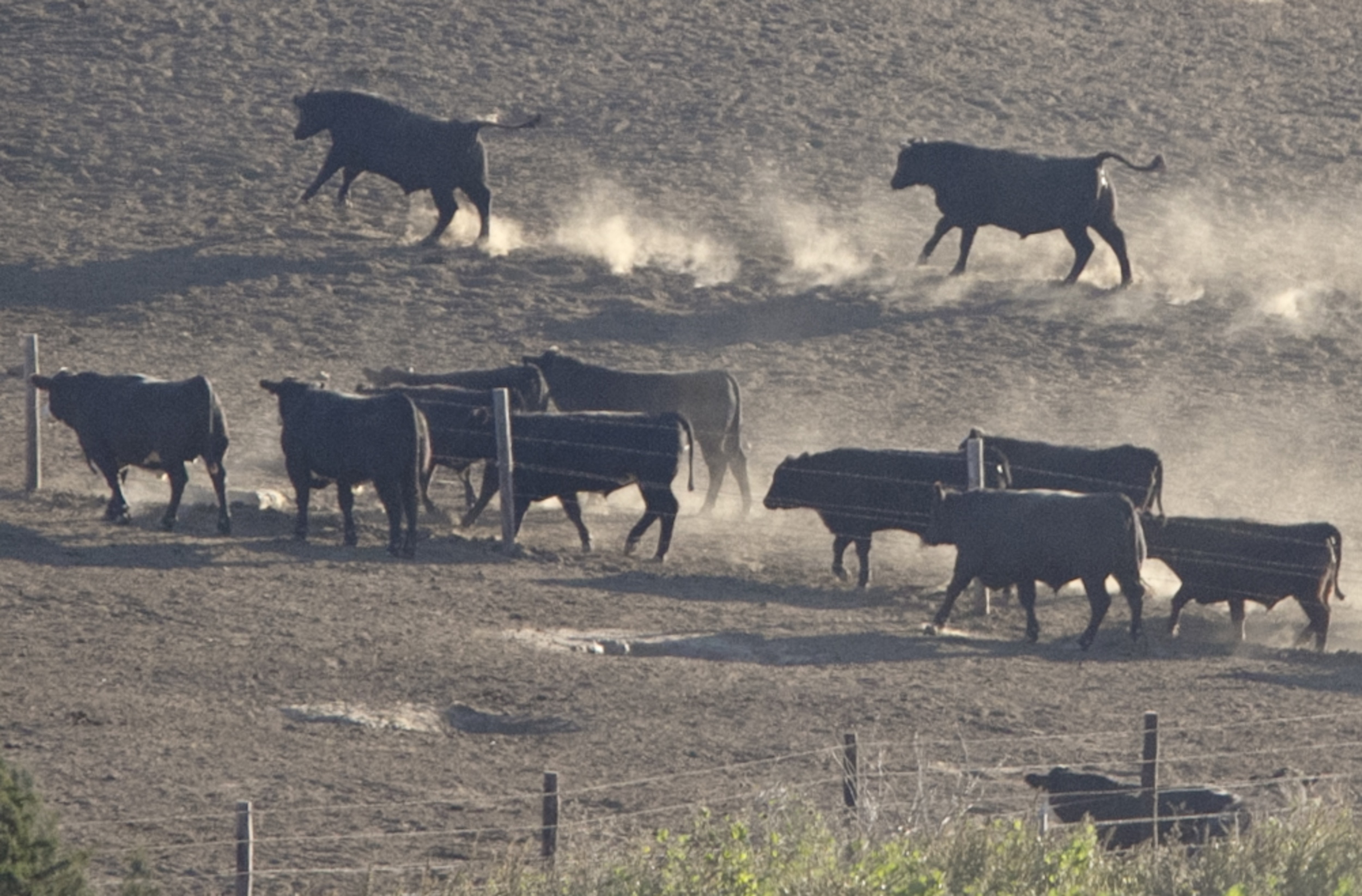 Feeder cattle drop limit-lower as USDA expands screwworm response in ...