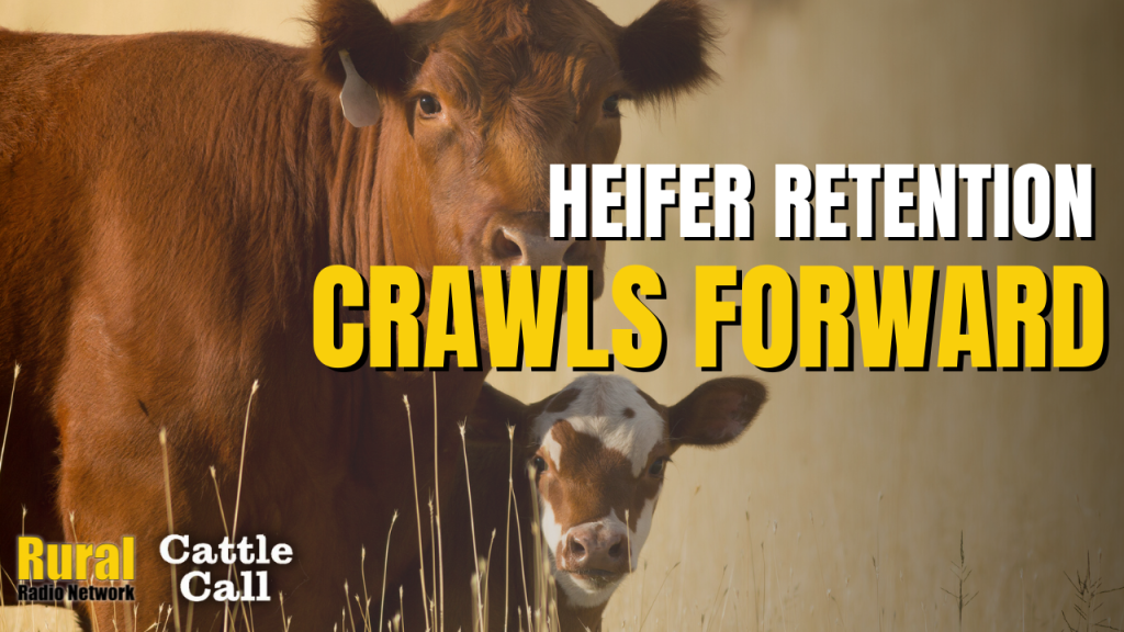 KRVN 880 – KRVN 93.1 – KAMI - Cattle Call: Herd rebuilding crawls ...
