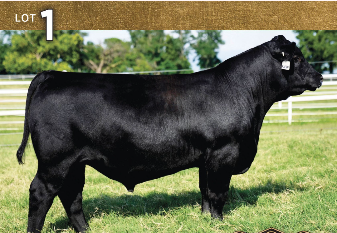 KTIC 840 AM/98.3 FM/98.7 FM - $430,000 Angus Bull Headlines Cattlemen’s ...