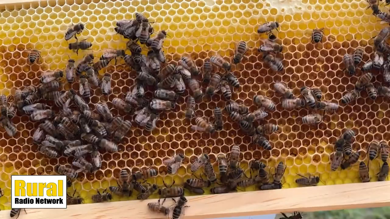 Honeybee farm in Nebraska harvests 6,500 lbs of honey | Fridays in the ...