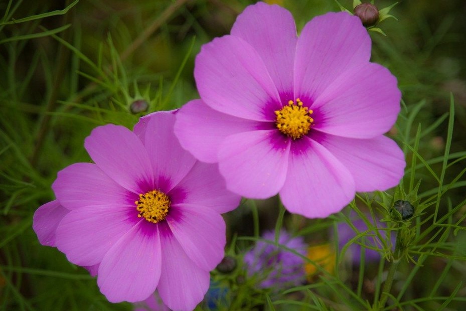 Adeline Thompson, age 100, of Schuyler, Nebraska - The Bull