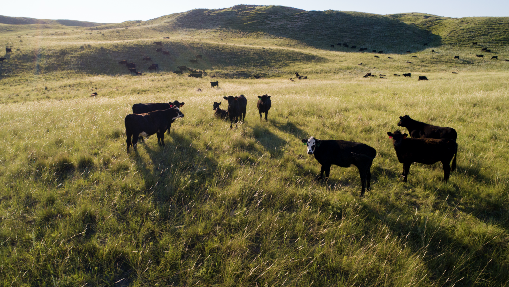 KRVN 880 – KRVN 93.1 – KAMI - USDA Risk Management Agency Announces New ...