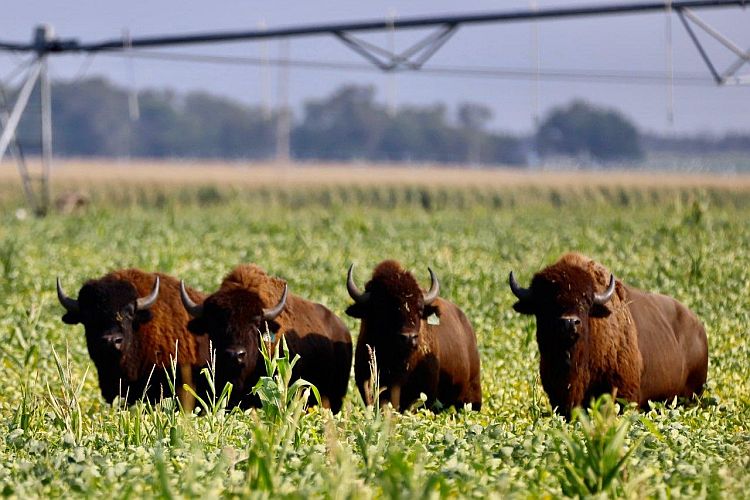 KRVN 880 – KRVN 93.1 – KAMI - (AUDIO/VIDEO) 125 bison loose in Phelps ...