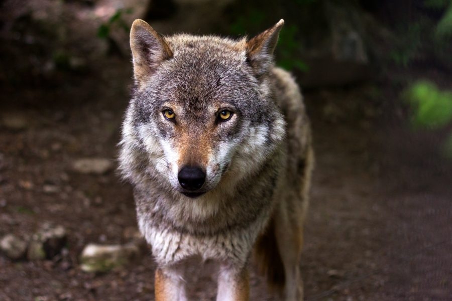 KRVN 880 – KRVN 93.1 – KAMI - Gray wolf killed by rancher last year in ...