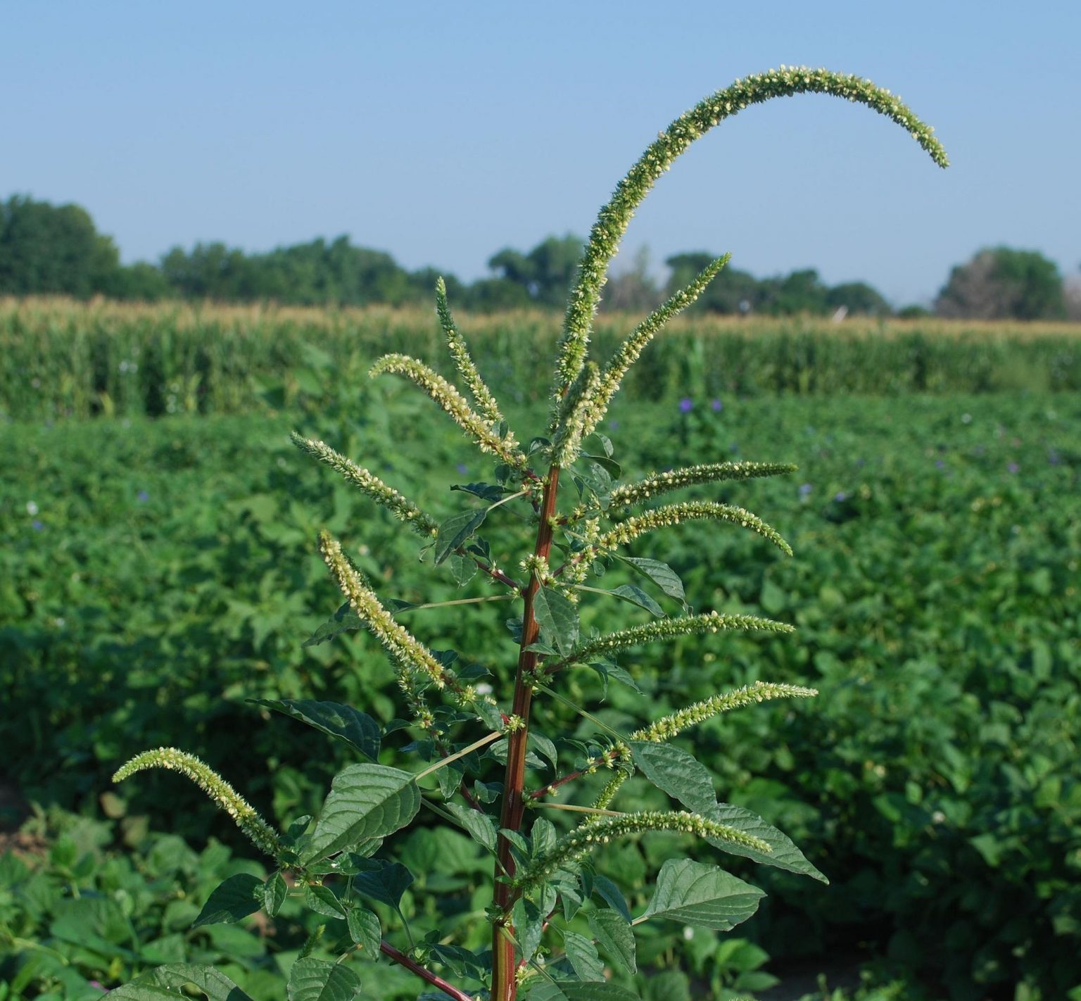 WSSA survey ranks most common and most troublesome weeds in grass crops ...