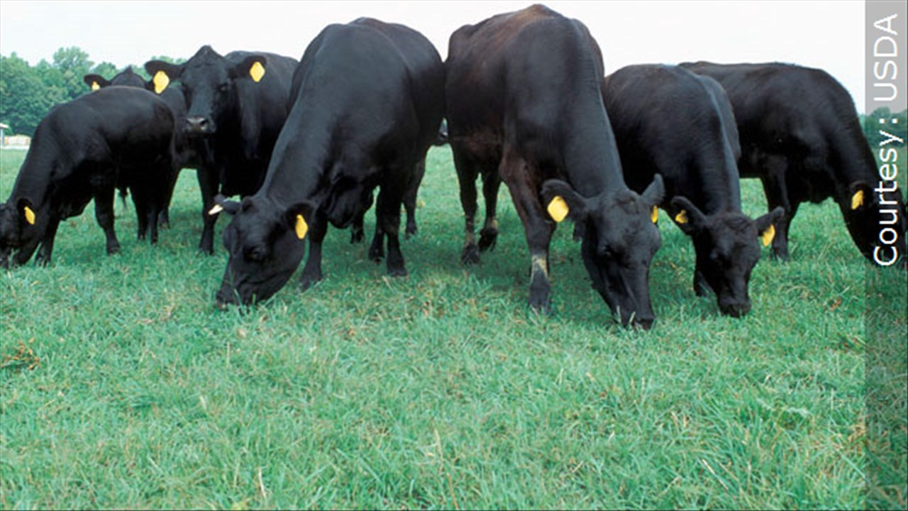 KRVN 880 – KRVN 93.1 – KAMI - Cow-Calf Operations Vary in Adopting ...