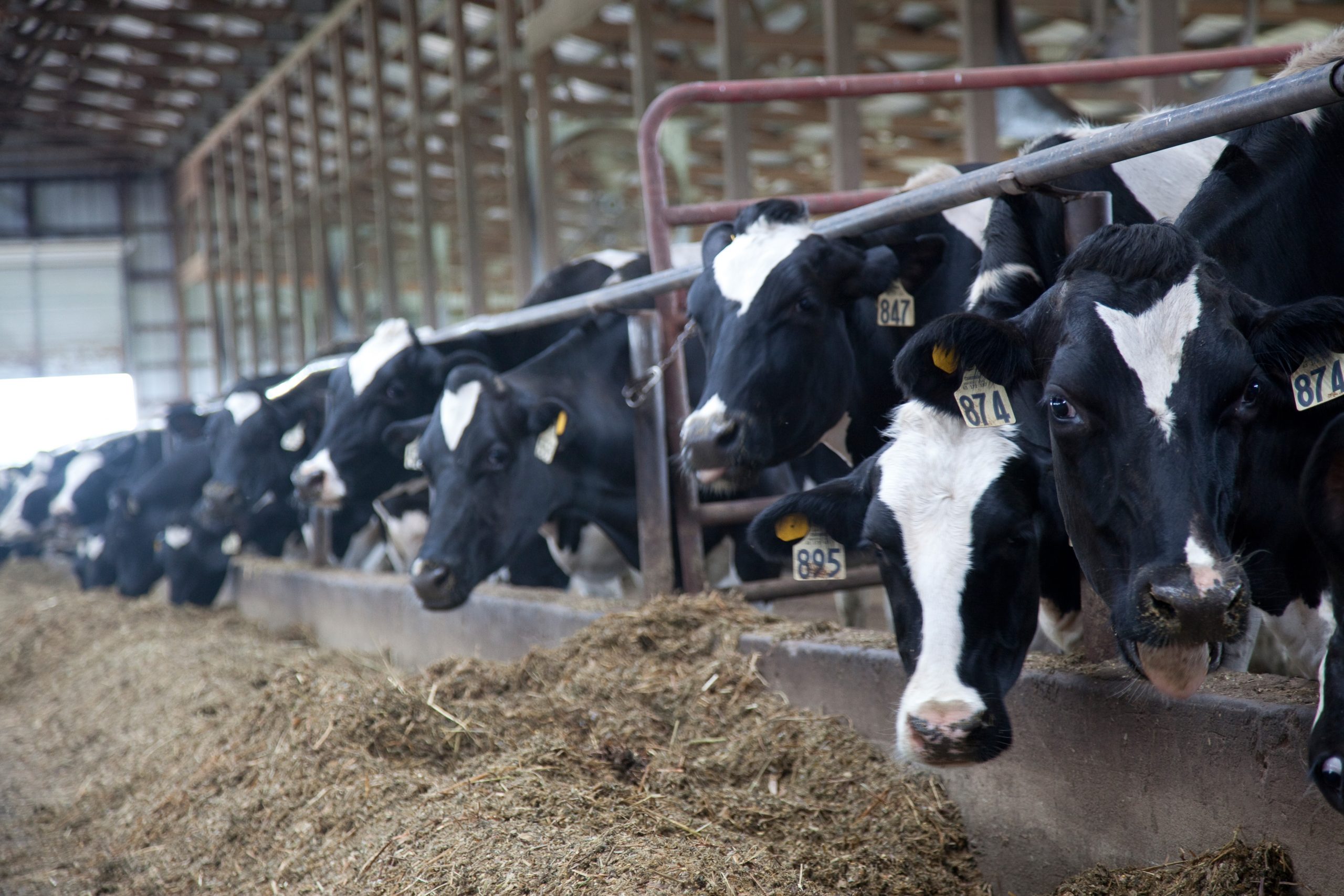 Kneb Am 960 Am 100 3 Fm Nebraska Celebrates June Dairy Month With