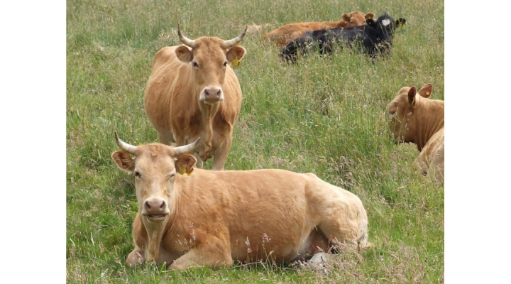 KRVN 880 – KRVN 93.1 – KAMI - Research at Kansas State University ...