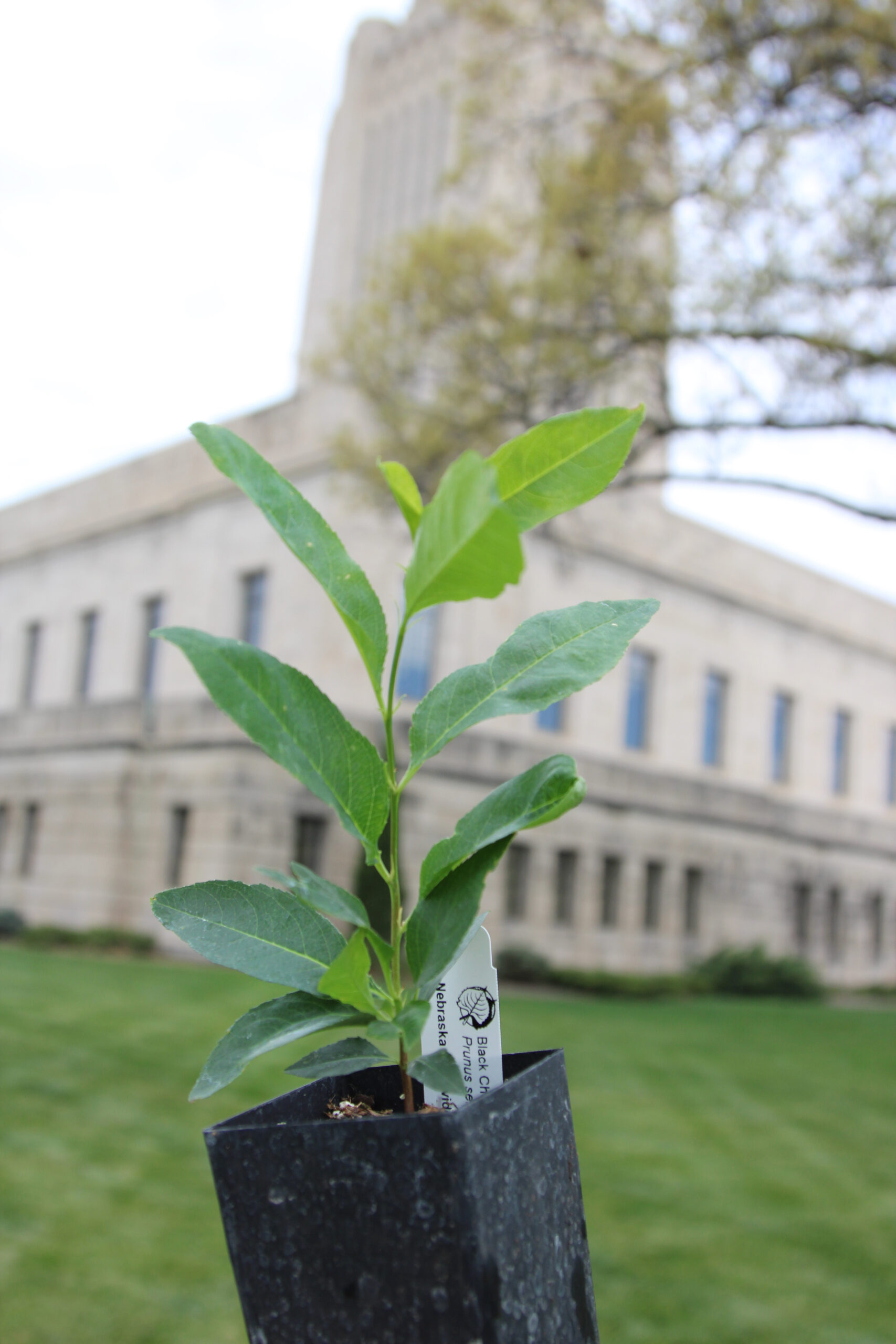 KRVN 880 – KRVN 93.1 – KAMI - Nebraska’s NRDs Plant 100 Millionth Tree