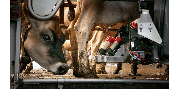Robotic milking system webinar is June 15 - York's Max Country 104.9