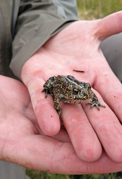 KRVN 880 – KRVN 93.1 – KAMI - Endangered listing for Nevada toad in ...