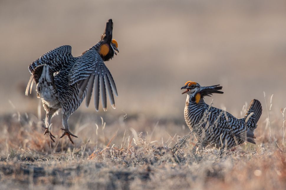 KRVN 880 – KRVN 93.1 – KAMI - Prairie Chickens put on a show near North ...