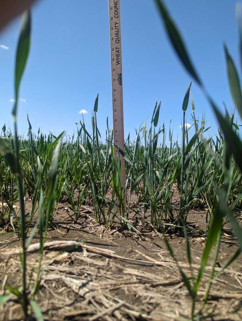 KRVN 880 – KRVN 93.1 – KAMI - Wheat Tour 2023 - Day 1