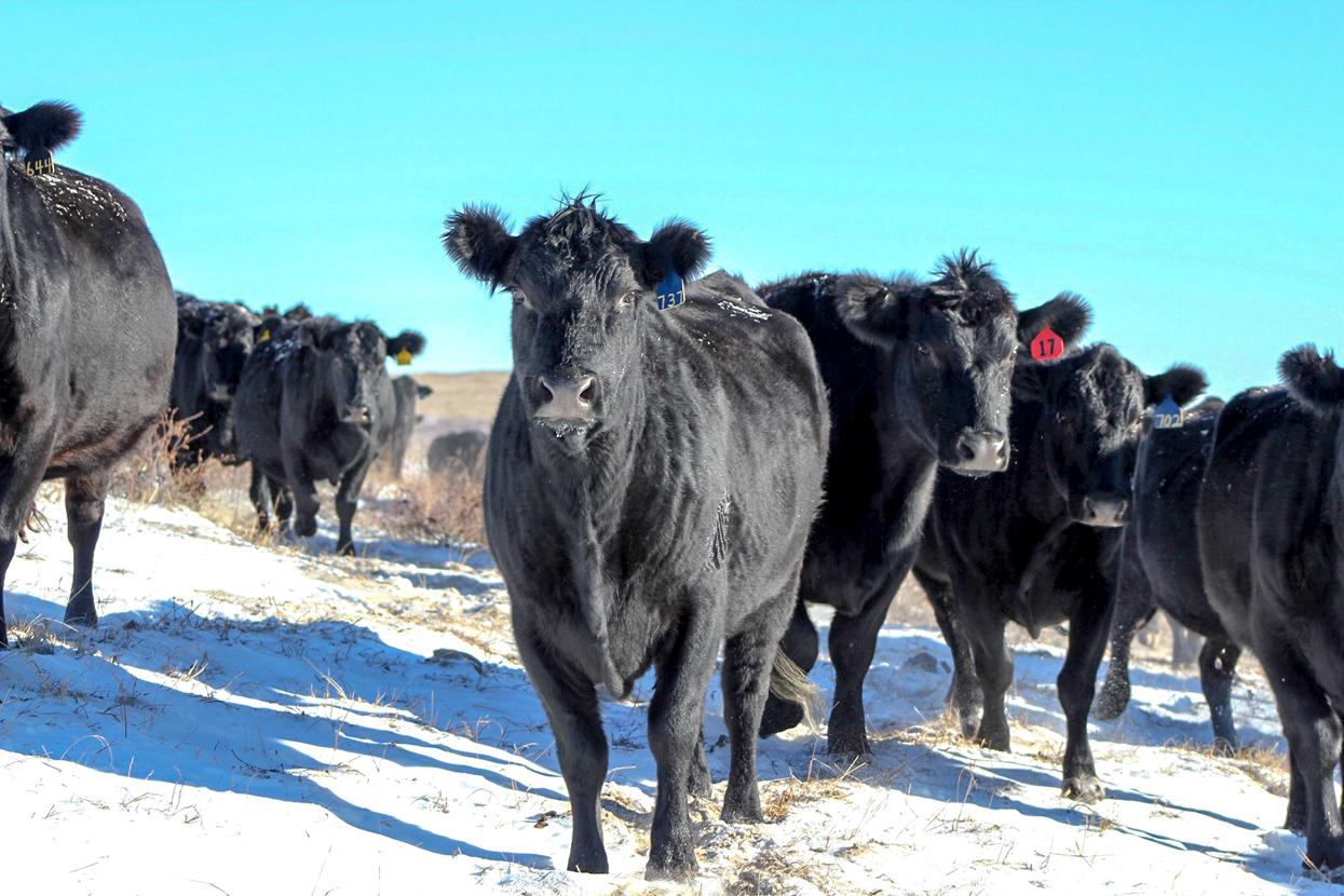 KRVN 880 – KRVN 93.1 – KAMI - Helping Cows Cope with Cold Stress