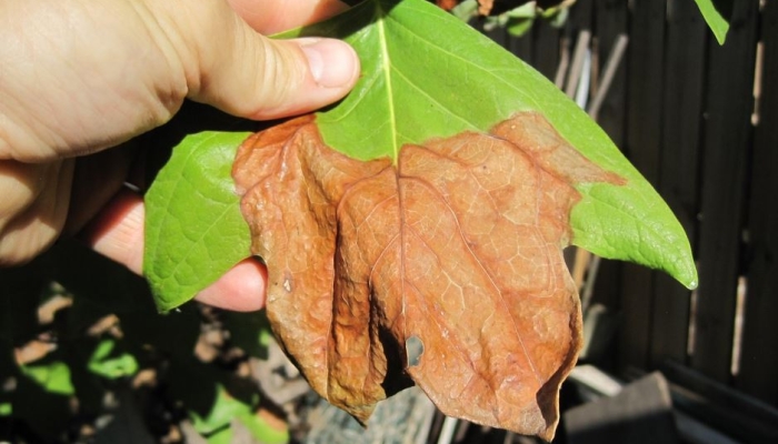 KRVN 880 – KRVN 93.1 – KAMI - Drought & Tree Watering