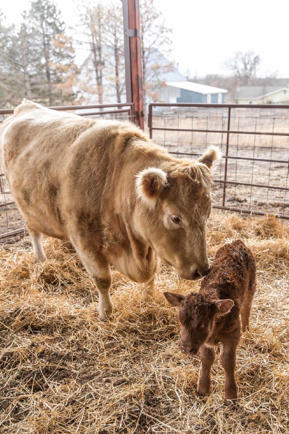 KRVN 880 – KRVN 93.1 – KAMI - Problems After Calving