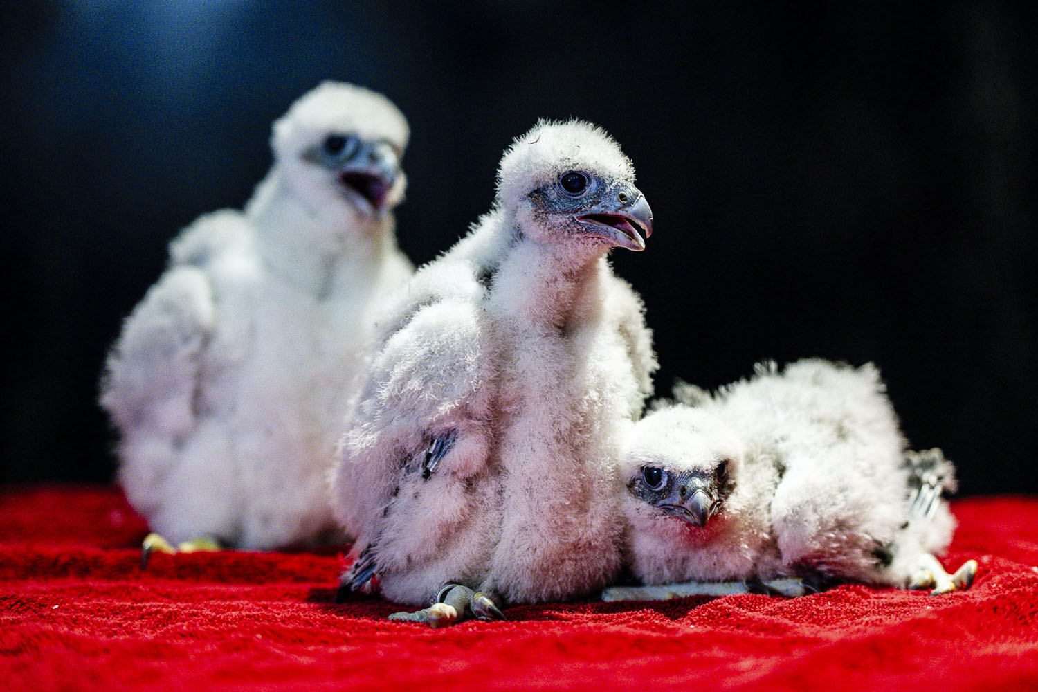 KRVN 880 – KRVN 93.1 – KAMI - Capitol peregrine falcon chicks banded ...