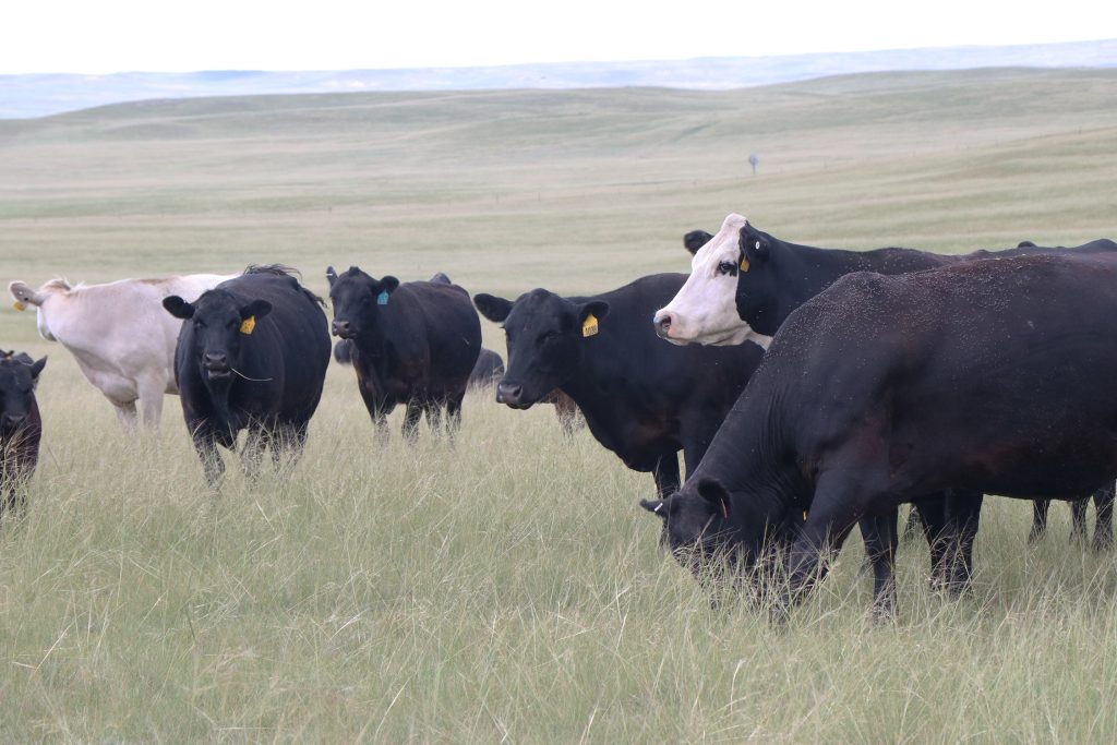 KRVN 880 – KRVN 93.1 – KAMI - Nebraska Extension offers second course ...