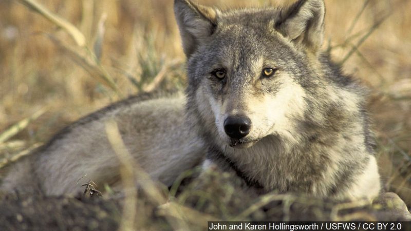 KNEB-AM 960 AM – 100.3 FM - Gray Wolf Confirmed in Nebraska per NGPC