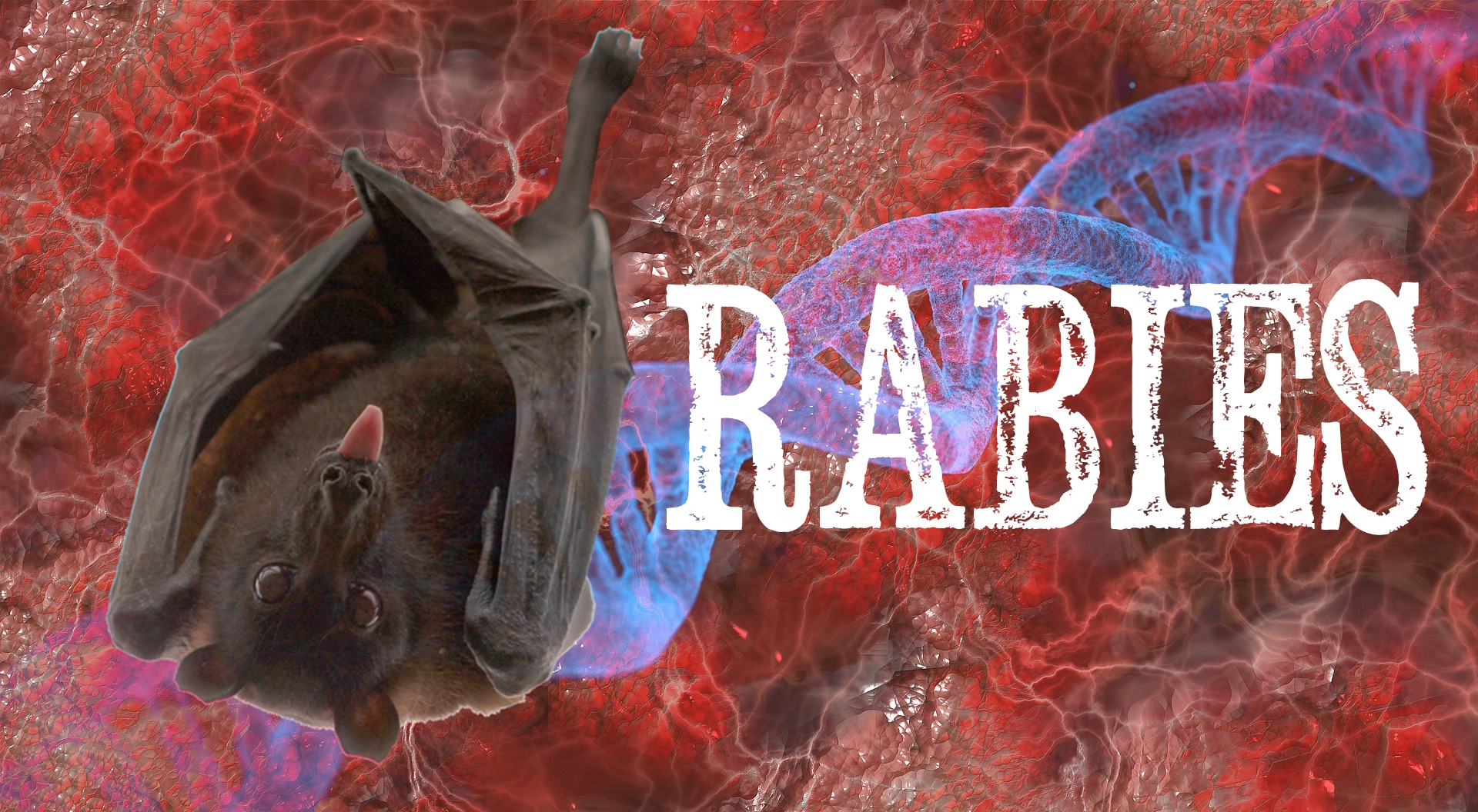 Panhandle death due to possible rabies infection under investigation