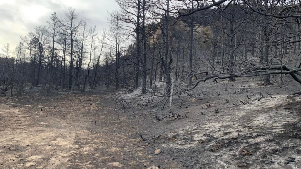 Buffalo Creek WMA Reopens to the Public After Nov. Wildfire