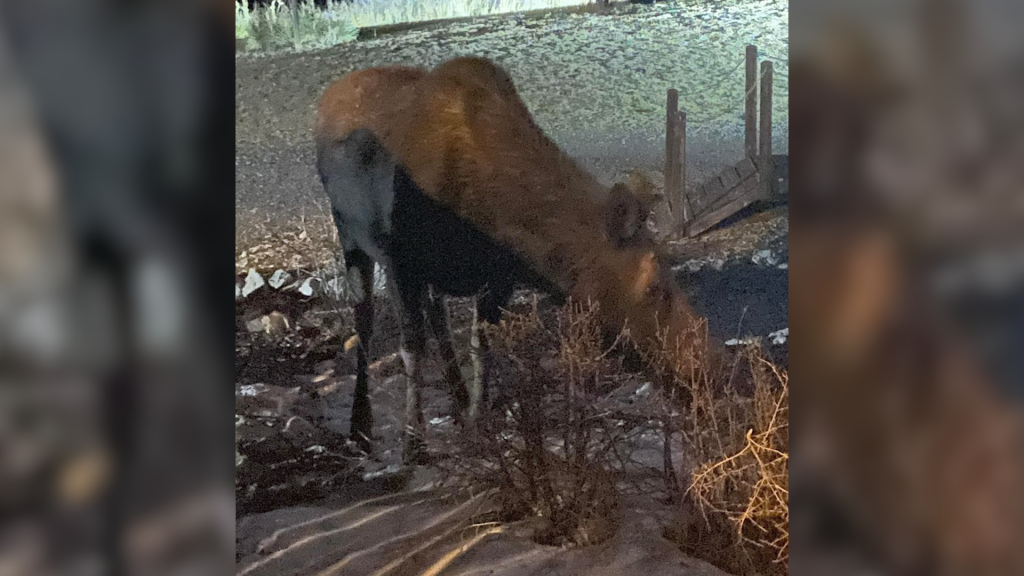 Local Moose Sightings Becoming More Frequent and Regular