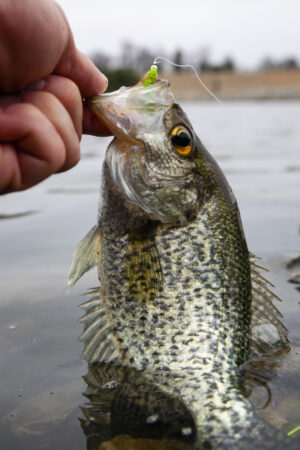 Getting Hooked on Spring Crappie Fishing - KNEB.tv