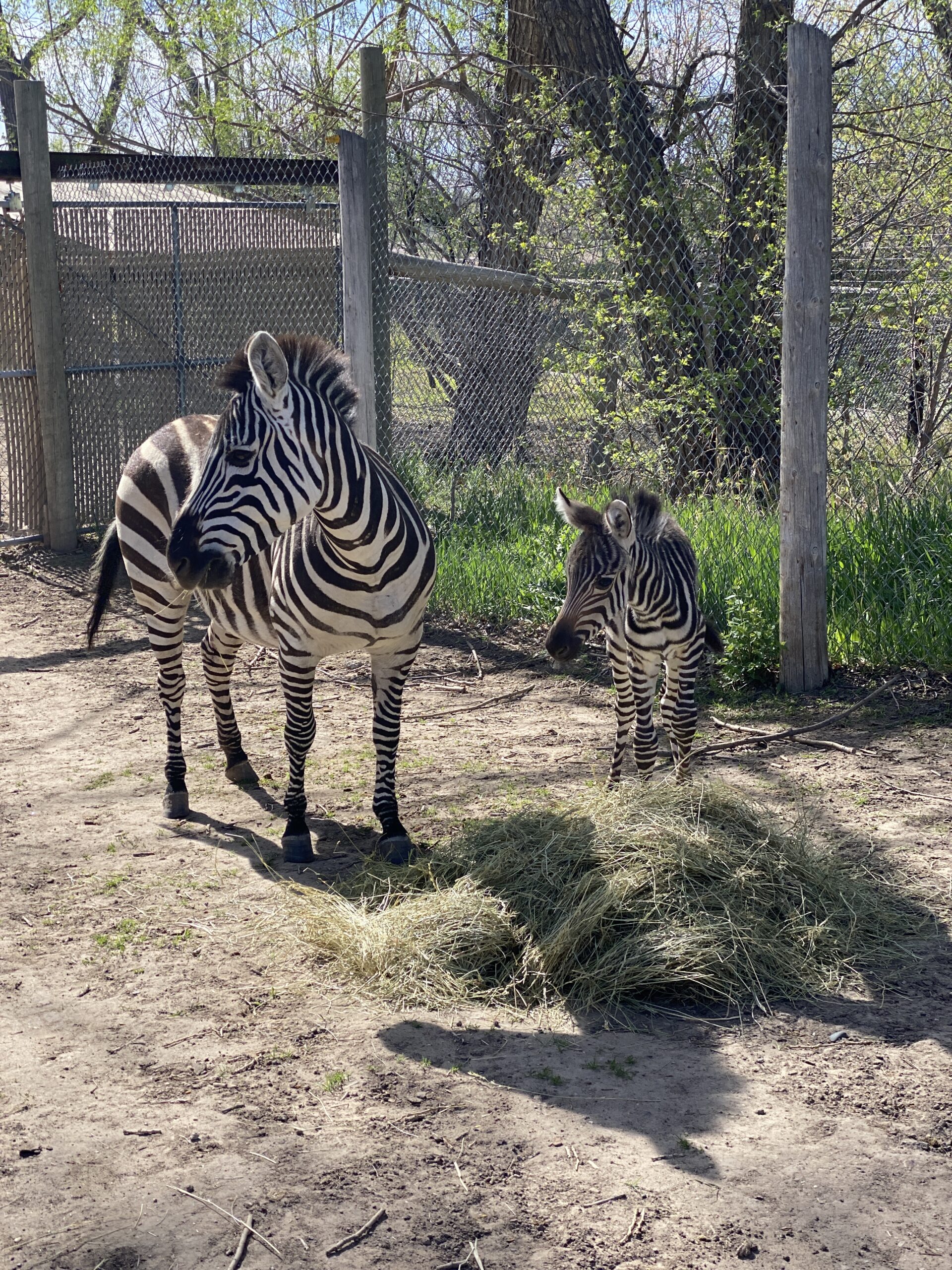 KNEB-AM 960 AM – 100.3 FM - Baby Zebra Born at Riverside Discovery Center