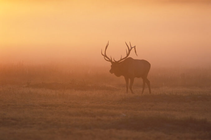 8 Harvested in State’s First Special Elk Depredation Season - KOLT ...