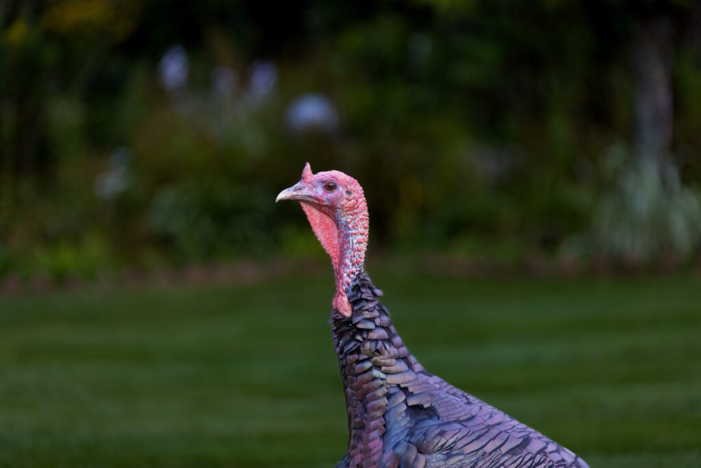 Get Outdoors with a Fall Turkey Hunt in Nebraska Starting Sept. 15 ...