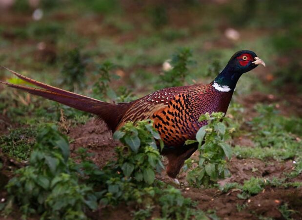 No Pheasants Available to be Released for Youth Season, Thanksgiving ...