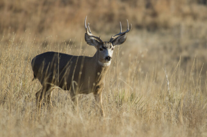 KNEB-AM 960 AM – 100.3 FM - With Harvest Down, Nebraska Putting Limits ...
