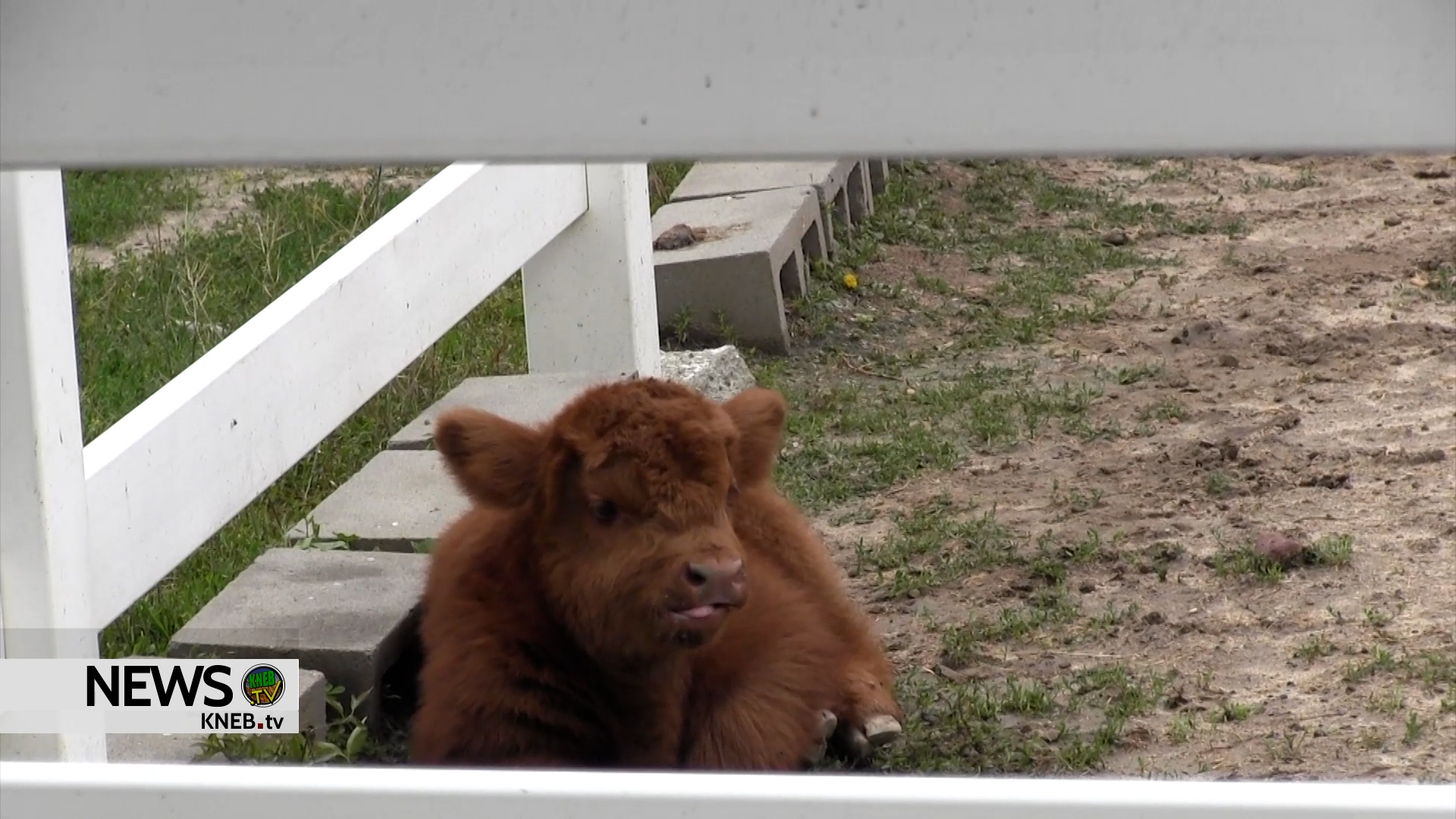 New Calf at RDC Officially Named “Cinnamon”