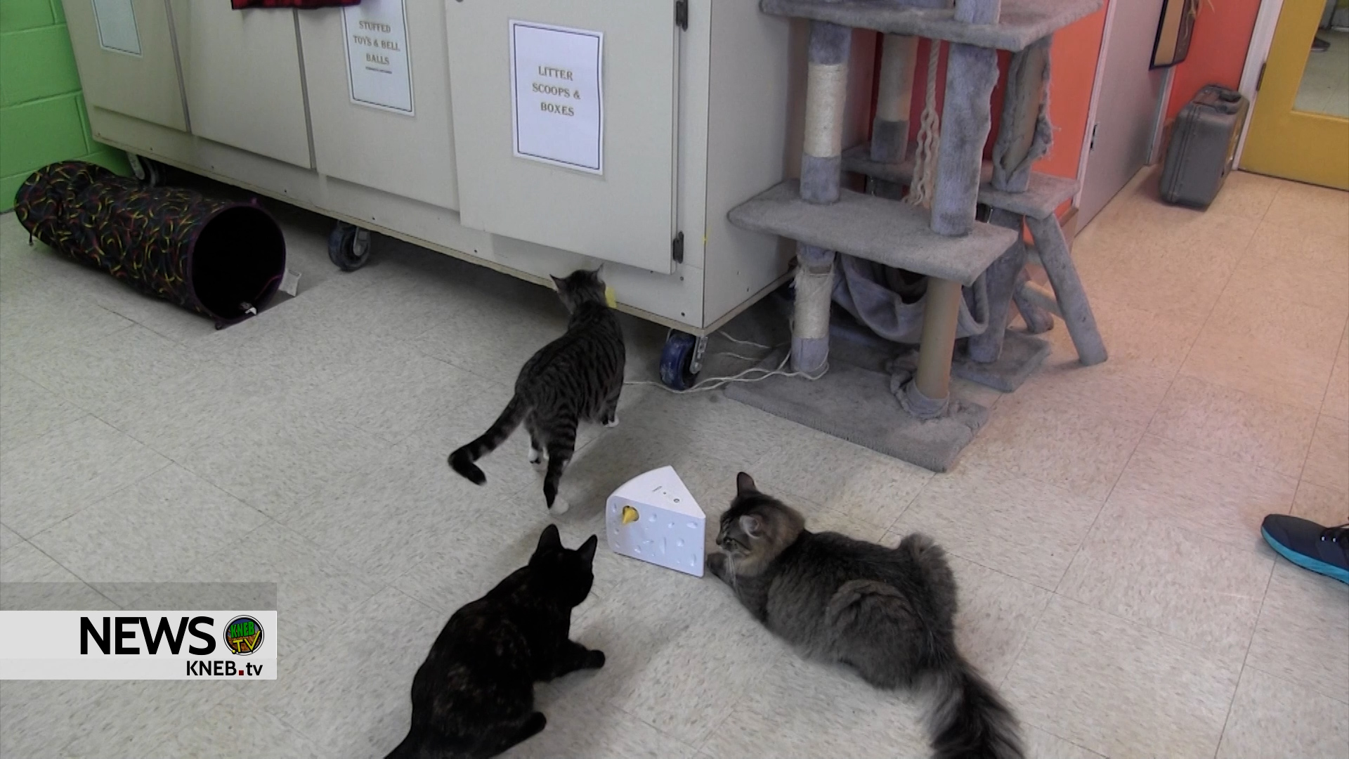 Panhandle Humane Society Sees Massive Spike in Cat Intakes